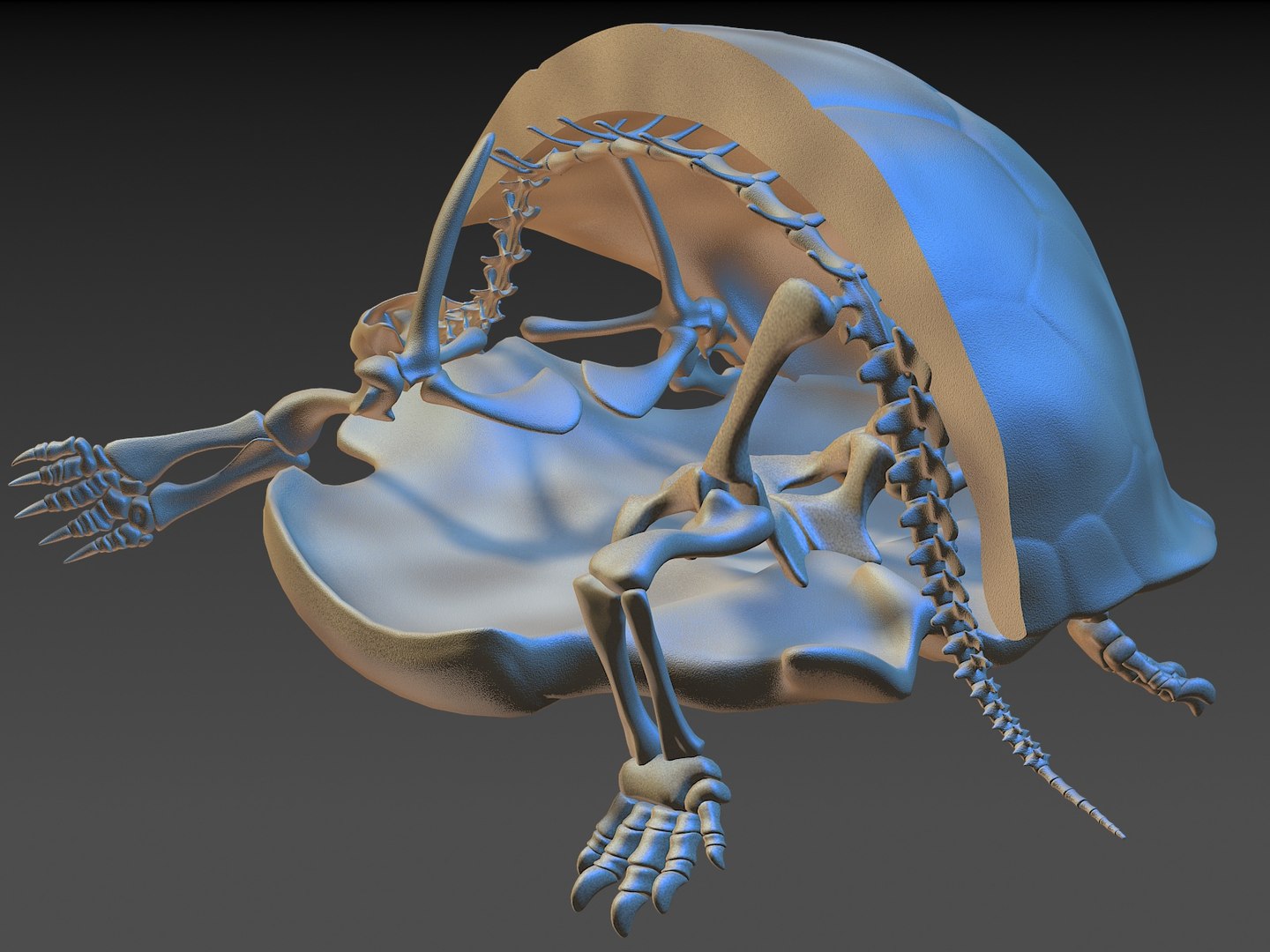 Turtle Skeleton 3D Model - TurboSquid 1228639