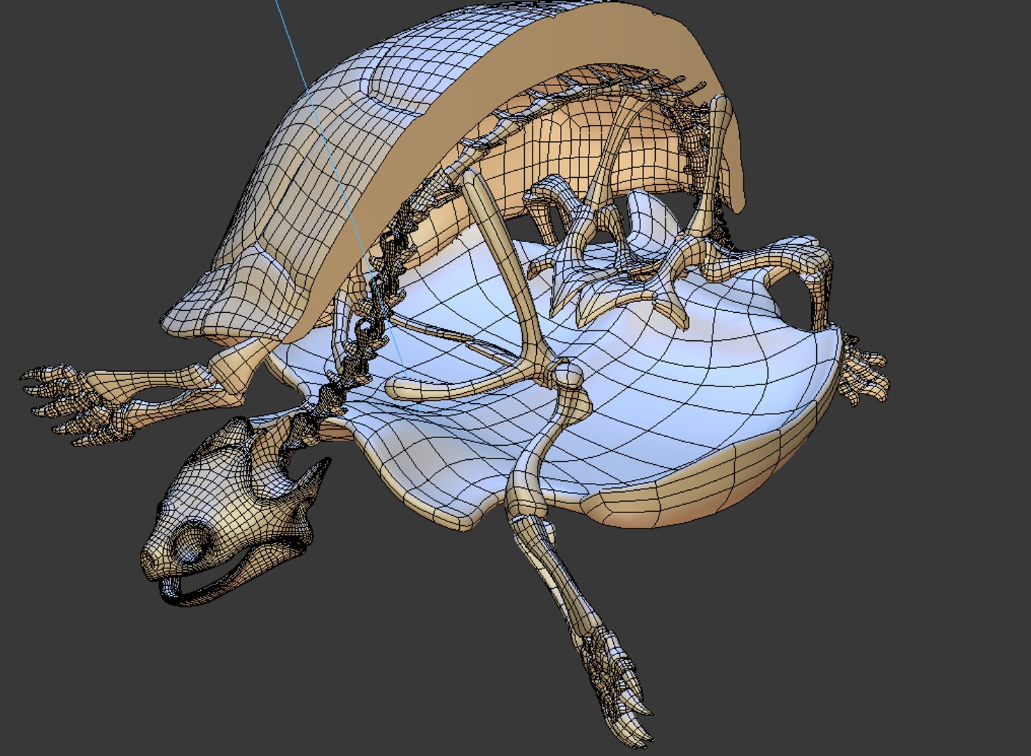 Turtle Skeleton 3D Model - TurboSquid 1228639