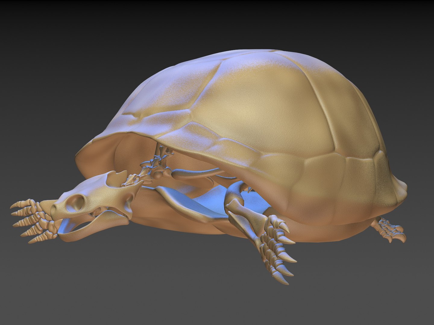 Turtle Skeleton 3D Model - TurboSquid 1228639