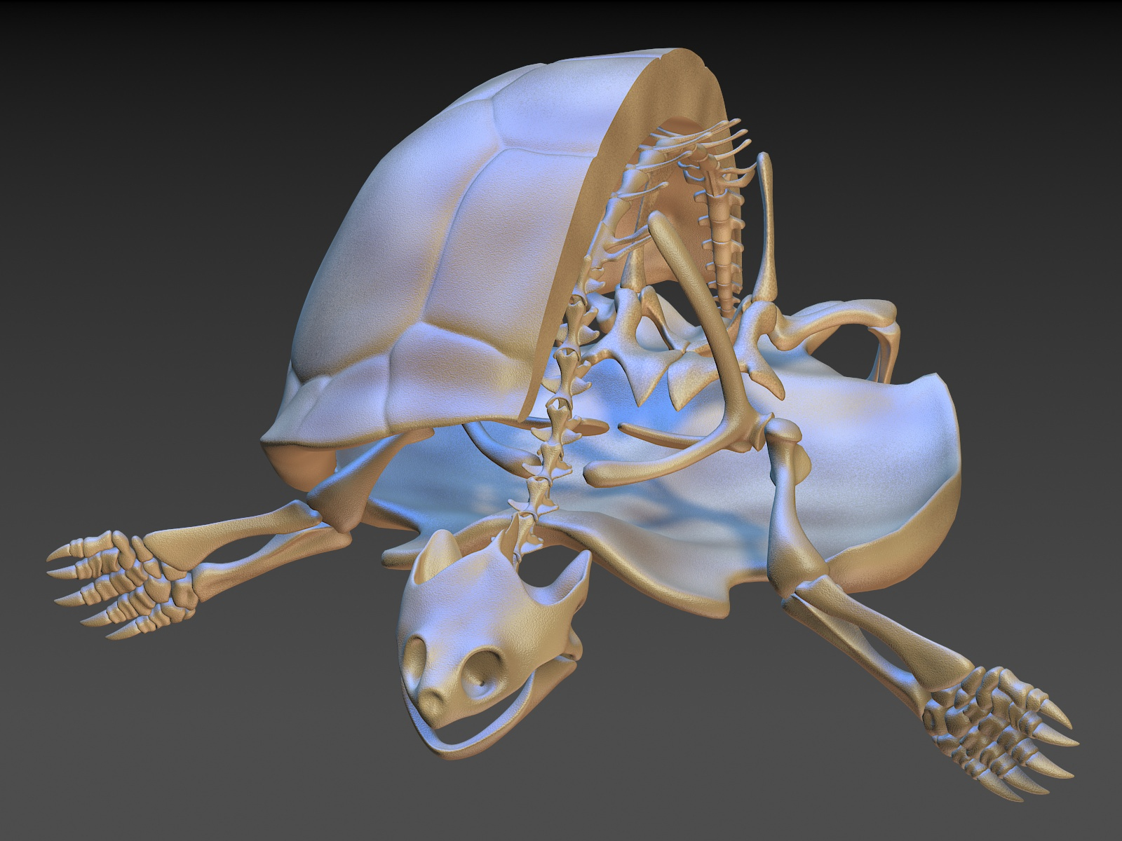 Turtle skeleton 3D model - TurboSquid 1228639