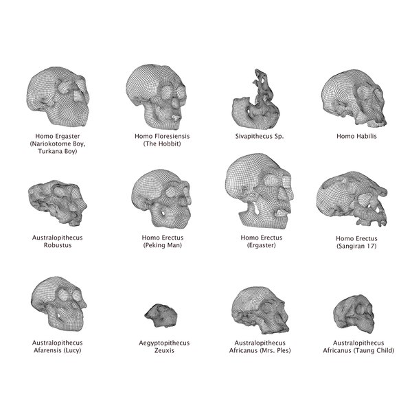 modelo 3d Cráneo Realista Australopithecus Africanus Taung Niño ...