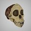 3D Human Skulls Australopithecus Africanus Model - TurboSquid 1329780