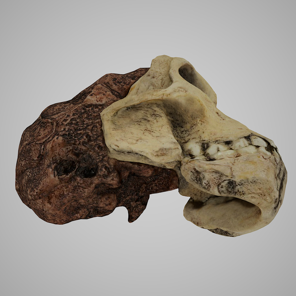 3D human skulls australopithecus africanus model - TurboSquid 1329780