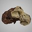 3D Human Skulls Australopithecus Africanus Model - TurboSquid 1329780