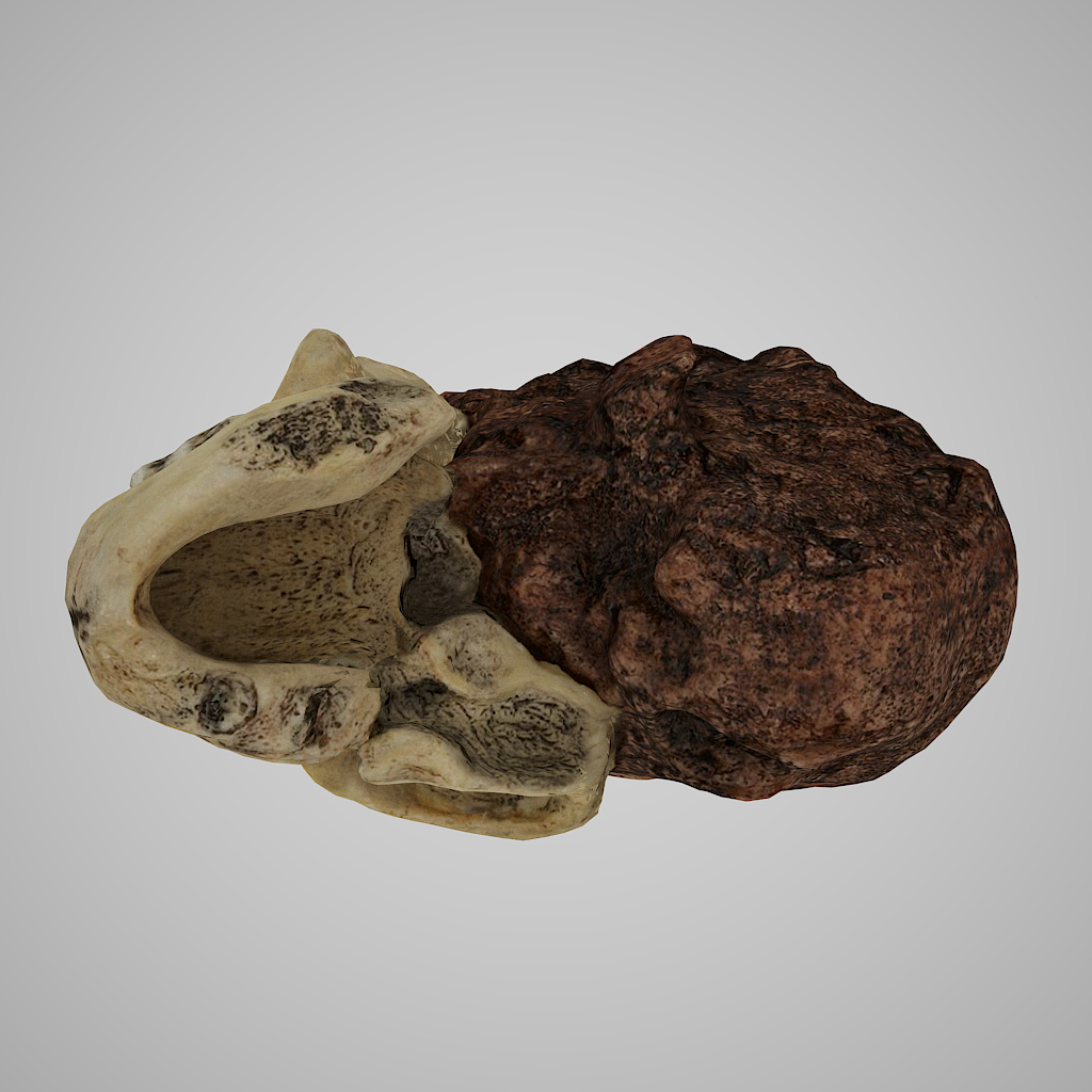 3D human skulls australopithecus africanus model - TurboSquid 1329780