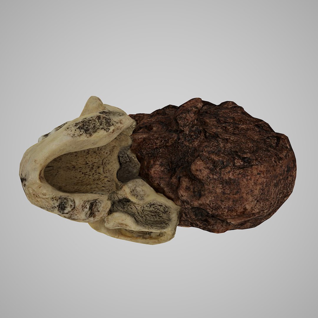 3D Human Skulls Australopithecus Africanus Model - TurboSquid 1329780