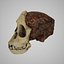 3D Human Skulls Australopithecus Africanus Model - TurboSquid 1329780