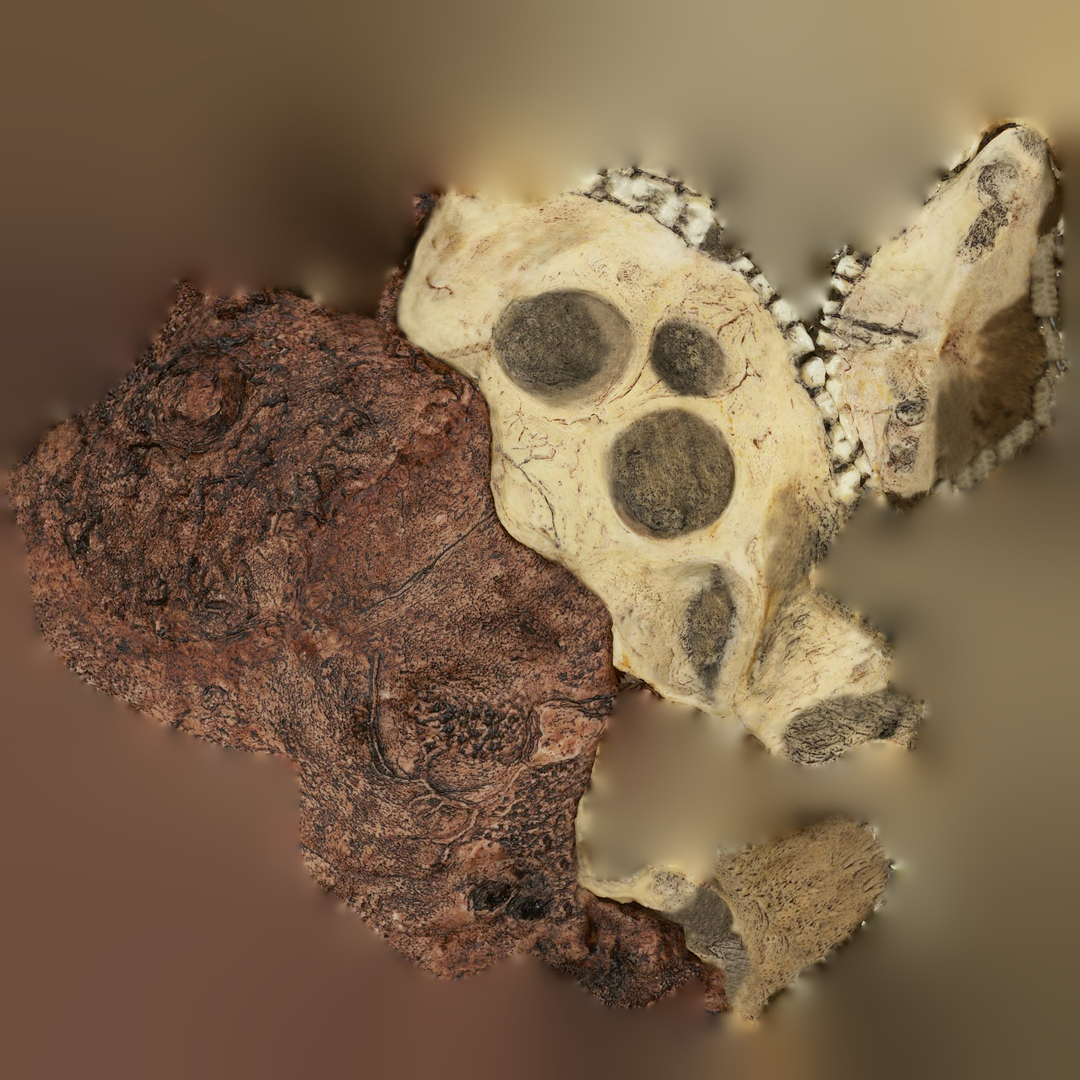 3D human skulls australopithecus africanus model - TurboSquid 1329780