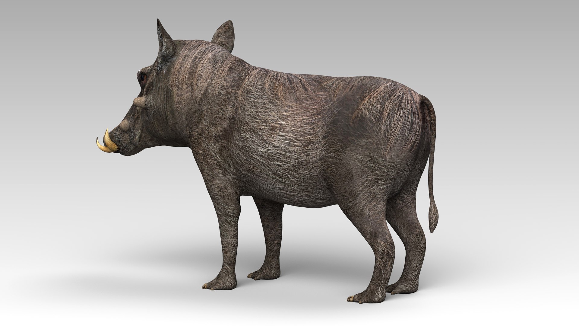 Hylochoerus 3D - TurboSquid 1495247