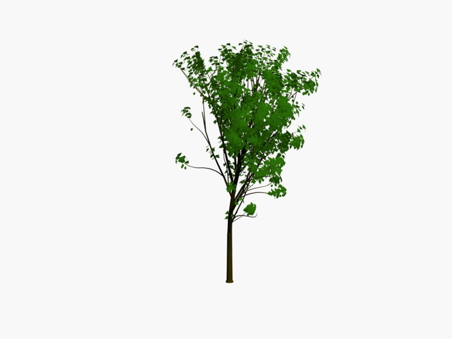 3d Model Trees