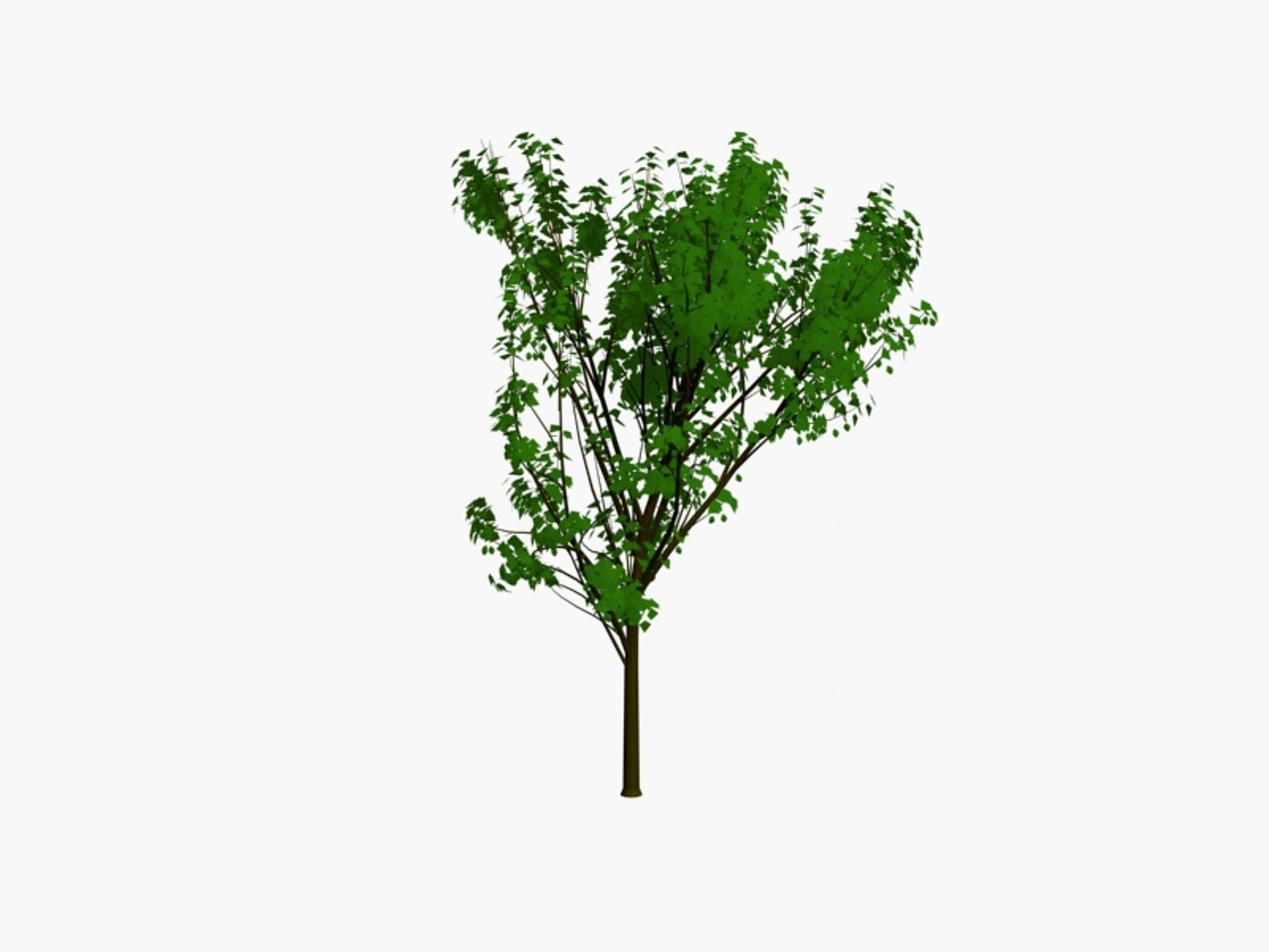 3d Model Trees