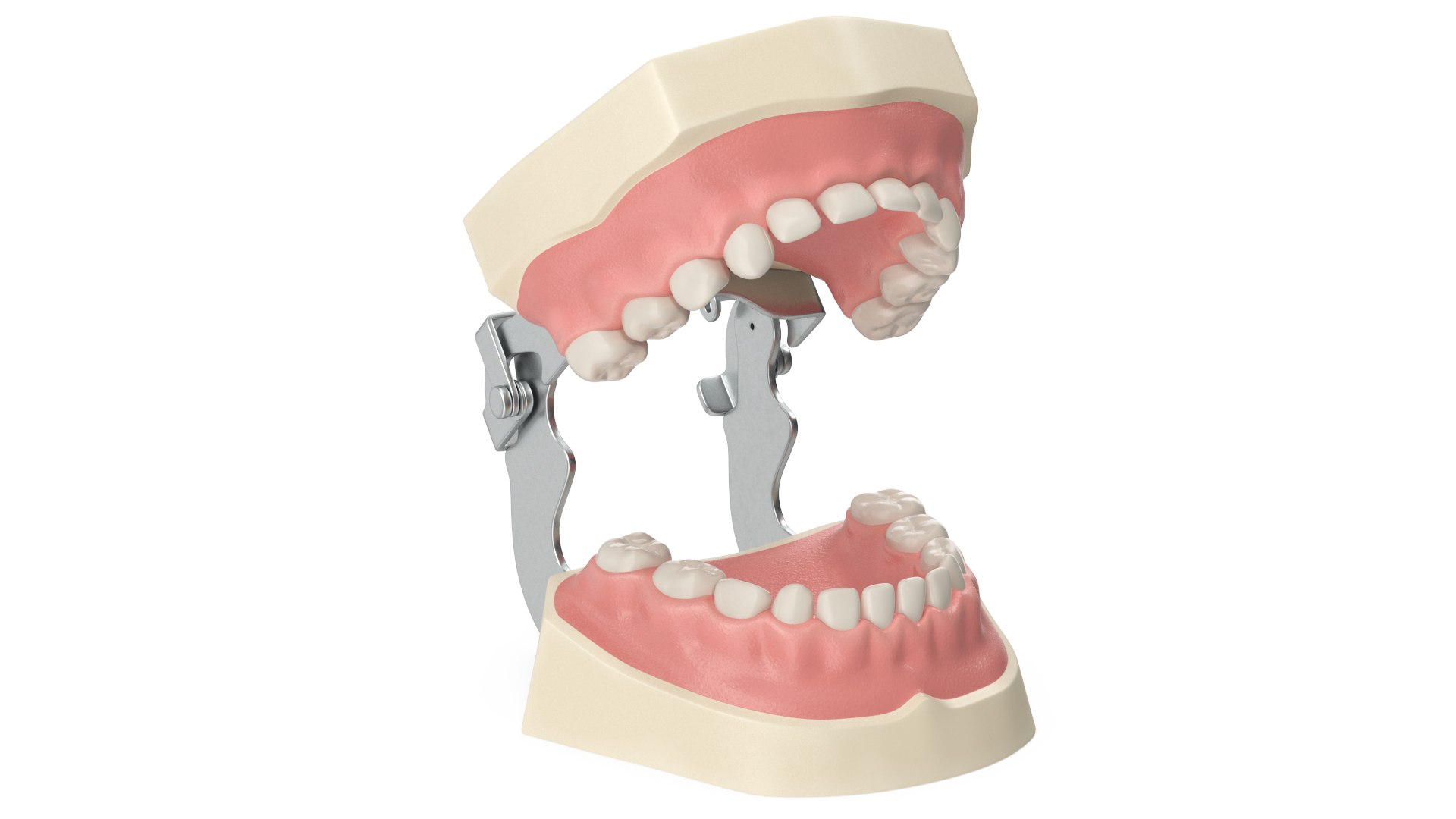 Dental Anatomy Educational Pediatric Kit With Removable Open Bite Teeth ...