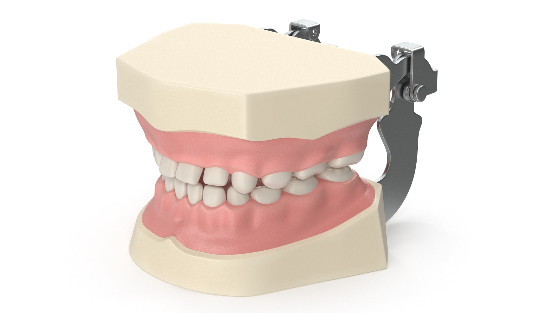 Dental Anatomy Educational Pediatric Kit With Removable Open Bite Teeth ...