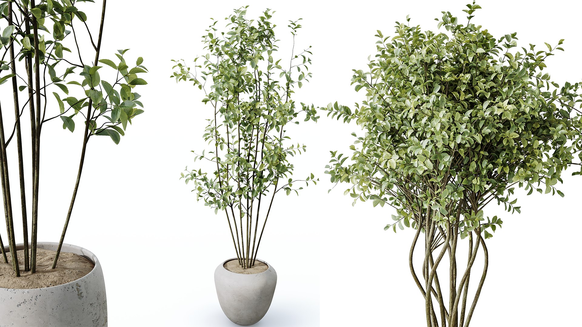 3D AV Indoor Plants Set 156 Beech Olea Europaea Olive Eucalyptu ...