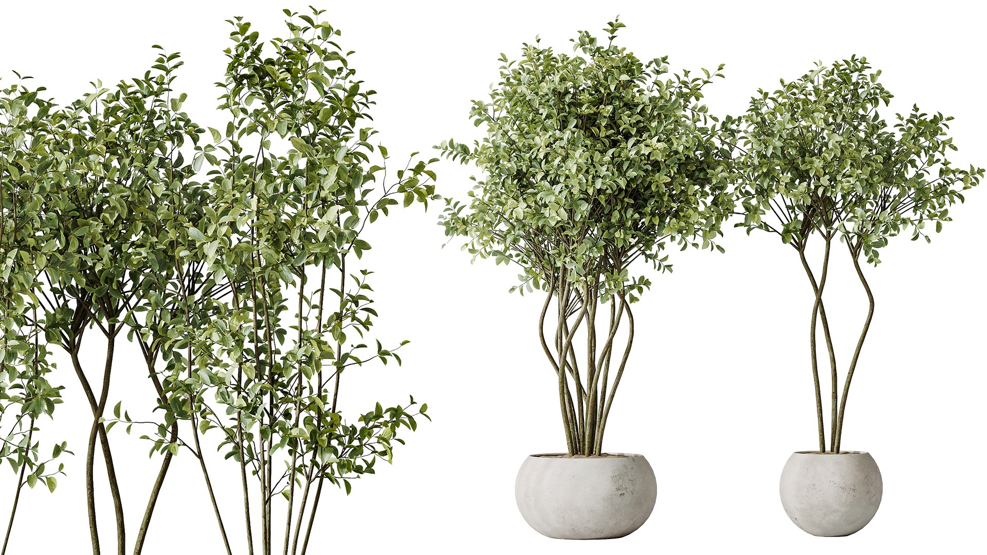 3D AV Indoor Plants Set 156 Beech Olea Europaea Olive Eucalyptu ...