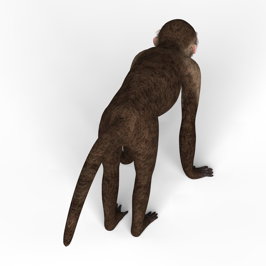 3D Capuchin Monkey Model - TurboSquid 1518055