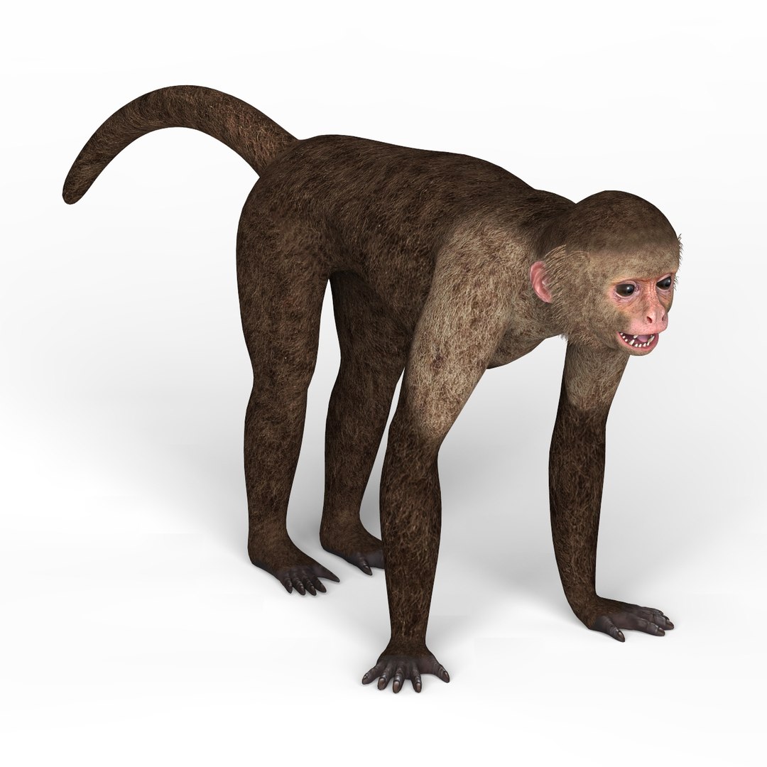 3D Capuchin Monkey Model - TurboSquid 1518055