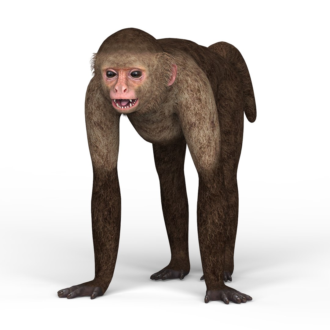 3D Capuchin Monkey Model - TurboSquid 1518055