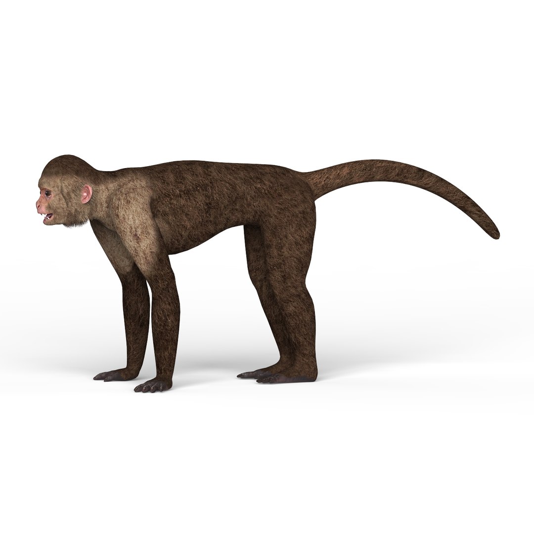 3D Capuchin Monkey Model - TurboSquid 1518055