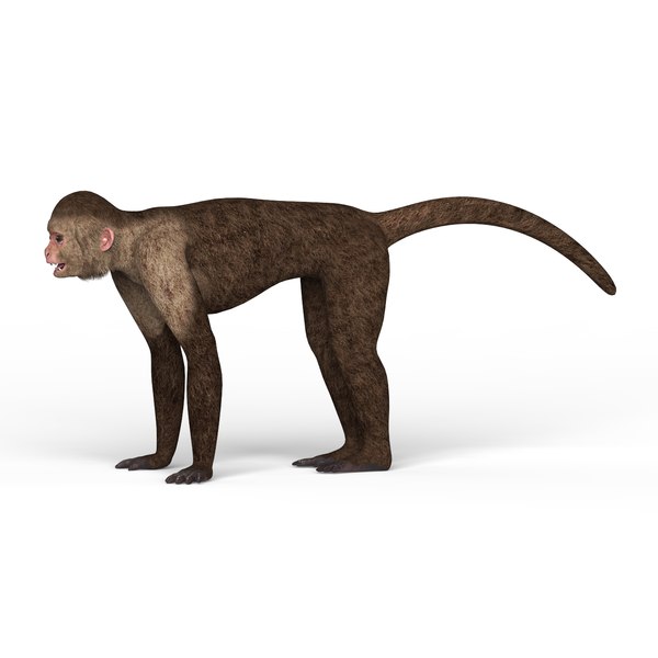 3D capuchin monkey model - TurboSquid 1518055
