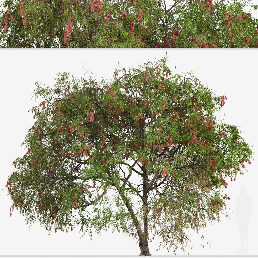 Set Of Lemon Bottlebrush Tree Melaleuca Citrina 2 Trees 3ds Max Blender Unreal Engine Ci