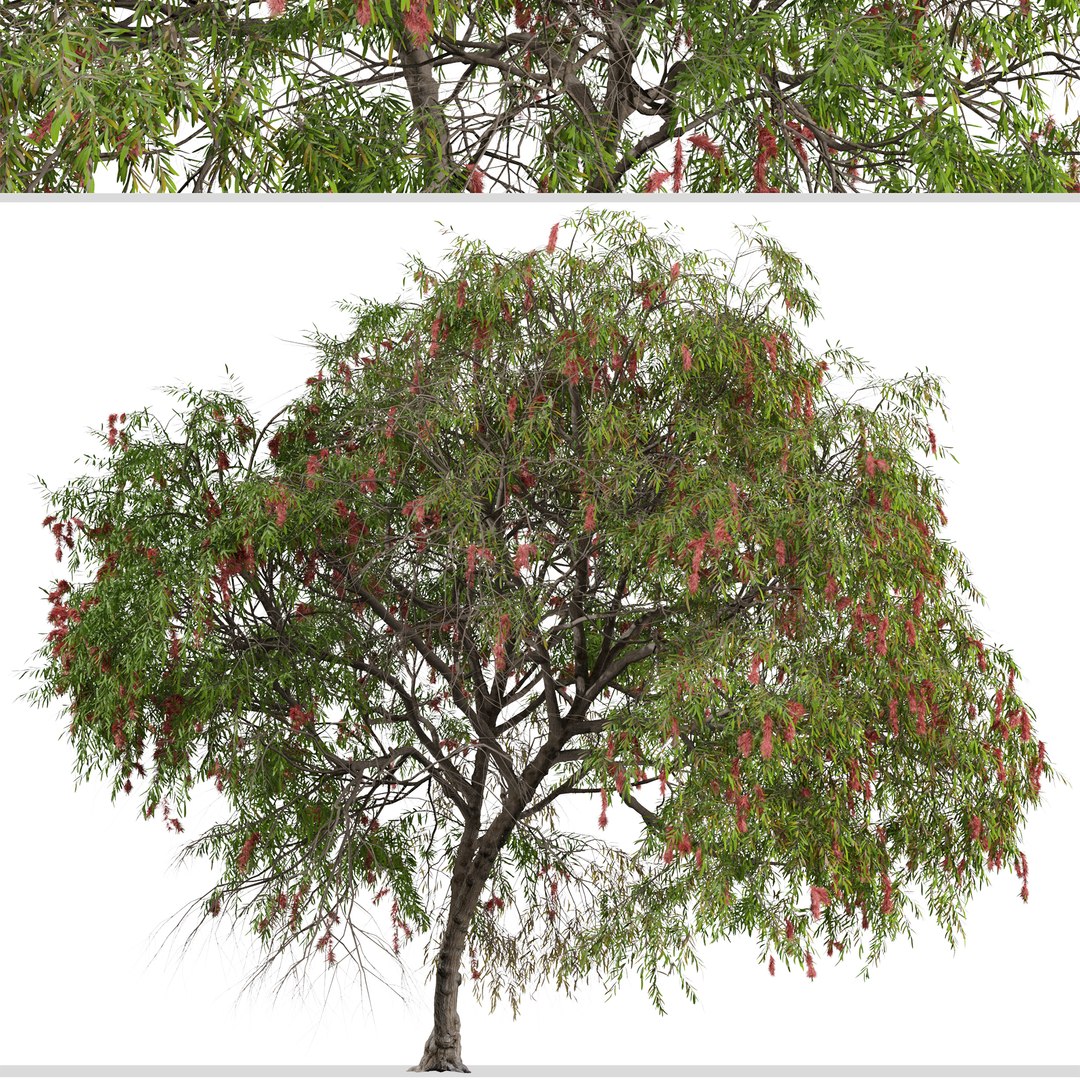 Set Of Lemon Bottlebrush Tree Melaleuca Citrina 2 Trees 3Ds MAX ...