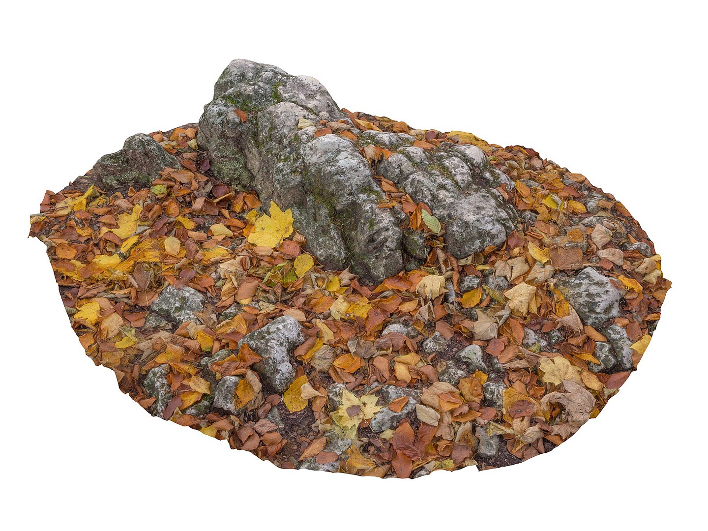 max rock forest autumn 8k