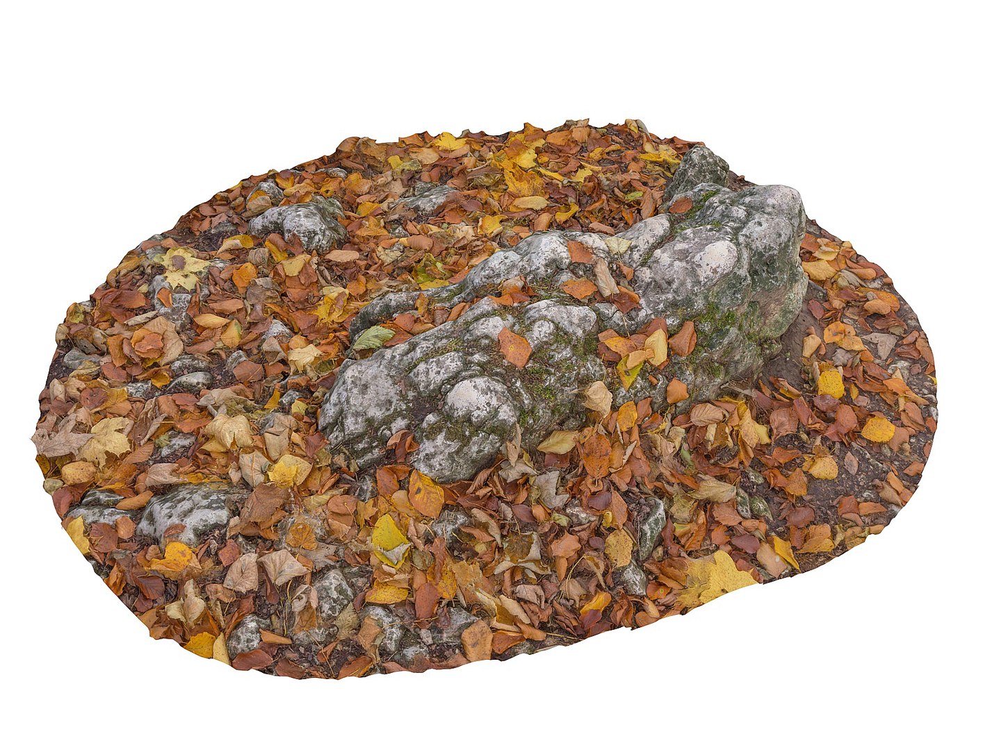 max rock forest autumn 8k