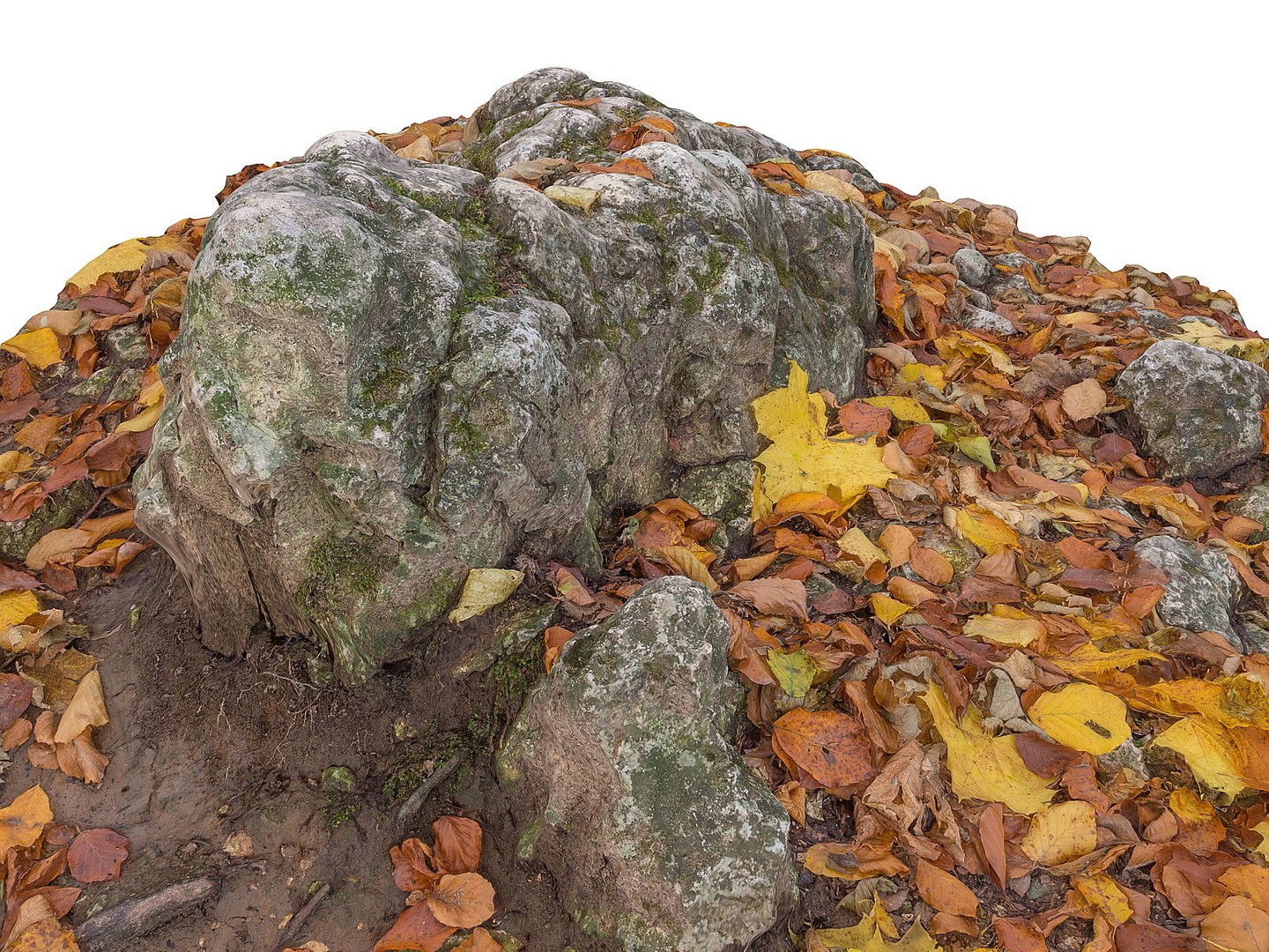 max rock forest autumn 8k