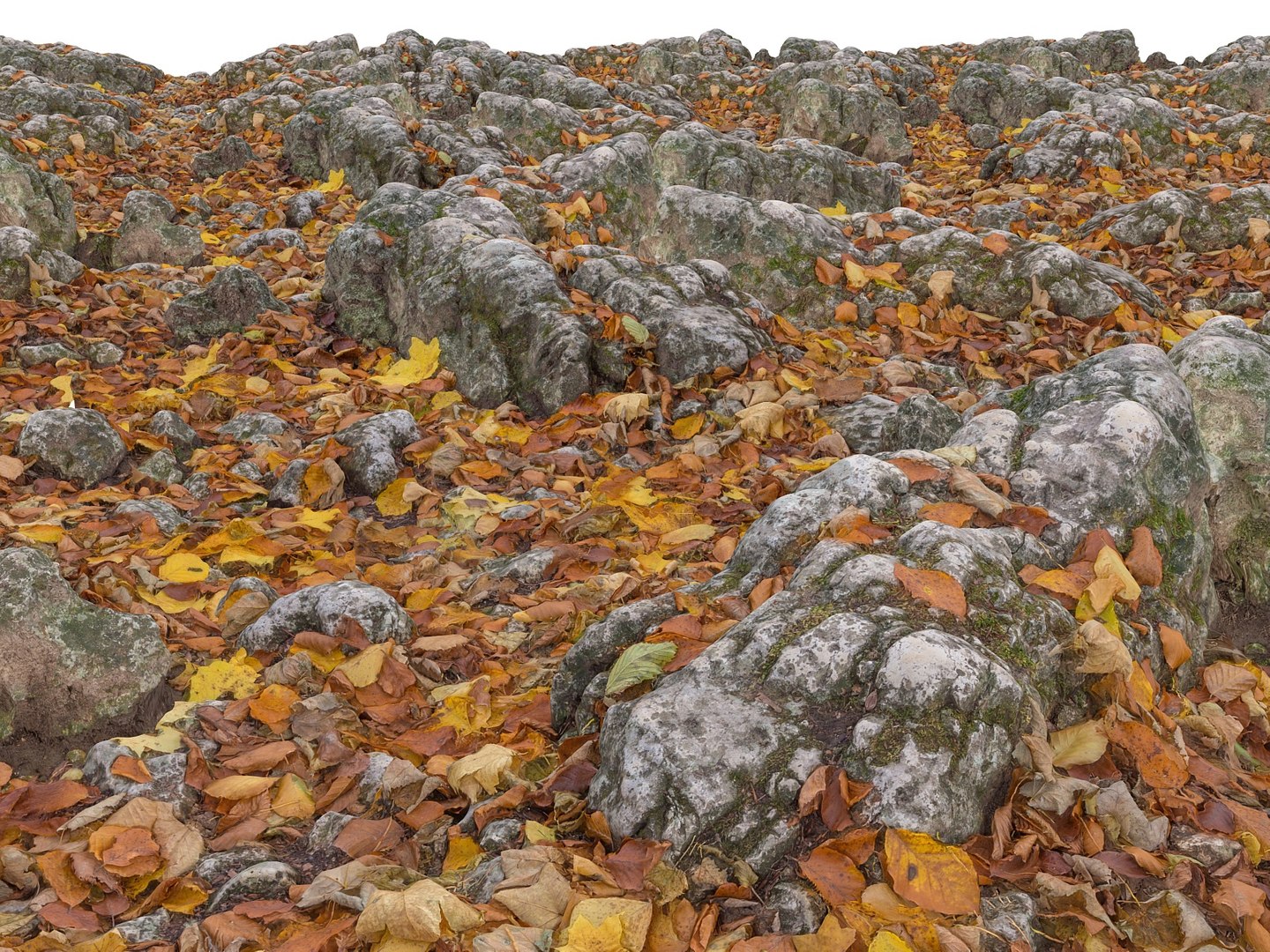 max rock forest autumn 8k