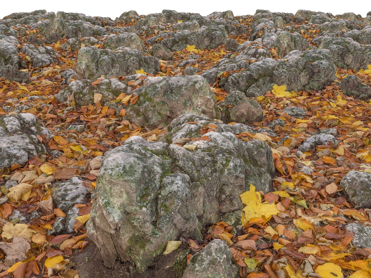 max rock forest autumn 8k