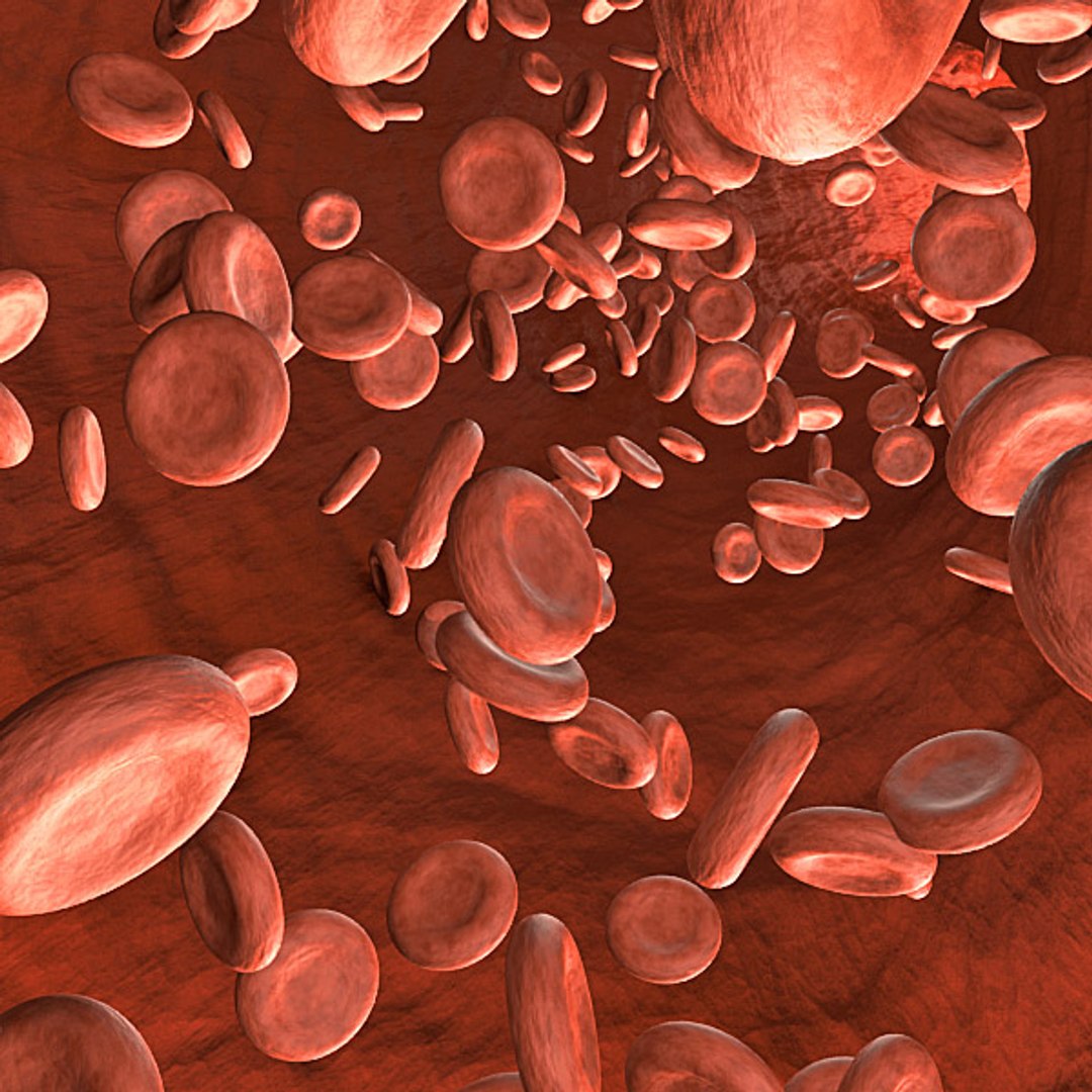 blood circulation 3d model