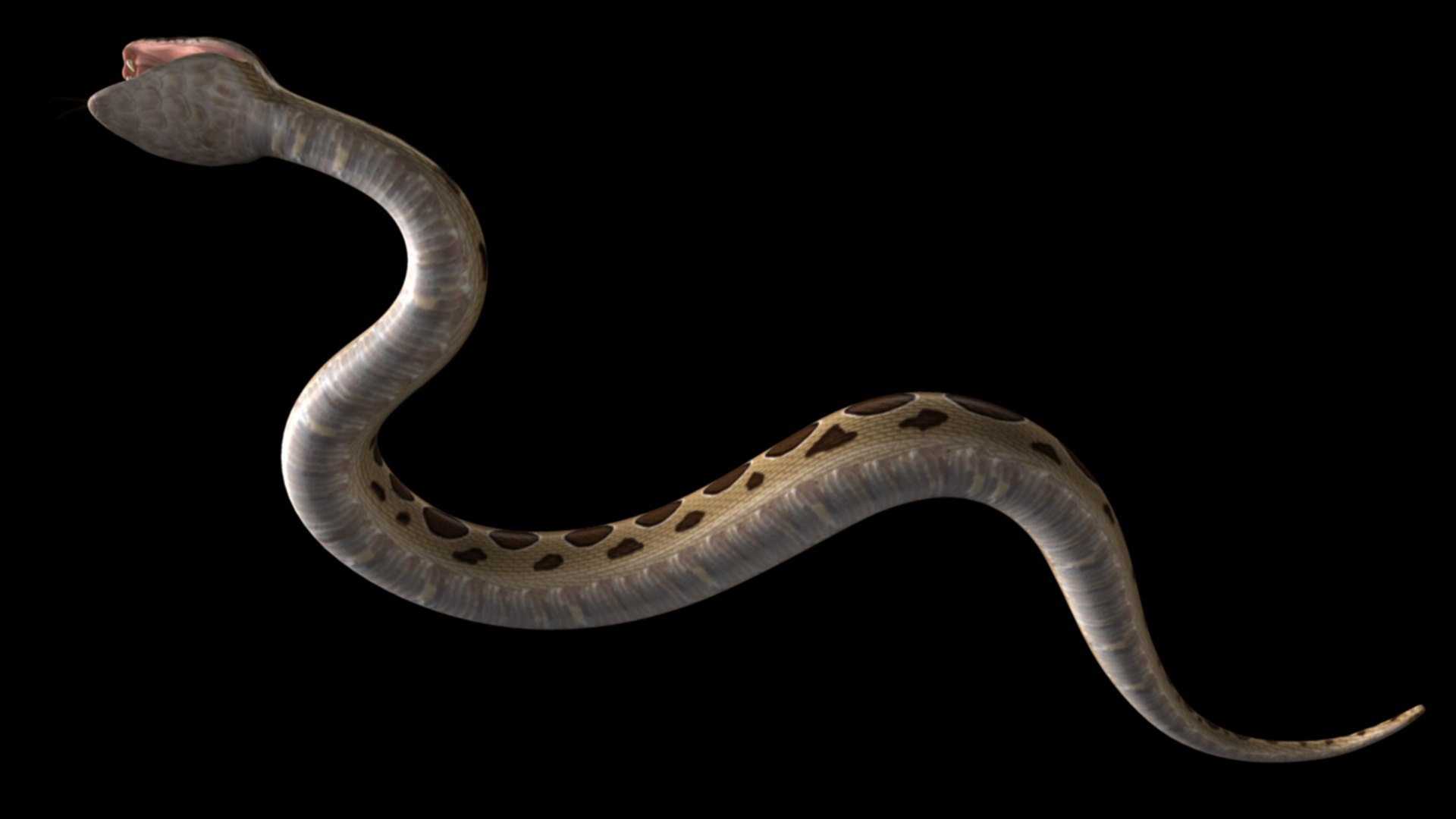 3d Model Russell S Viper