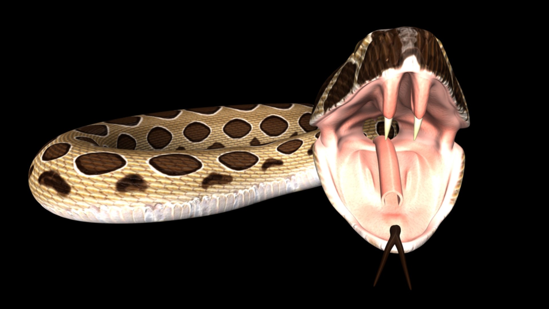 3d Model Russell S Viper