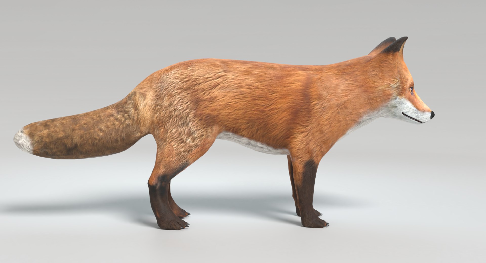 3D Model Fox Animations - TurboSquid 1234999