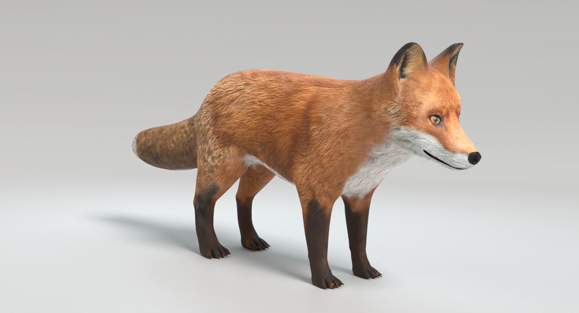 3D Model Fox Animations - TurboSquid 1234999