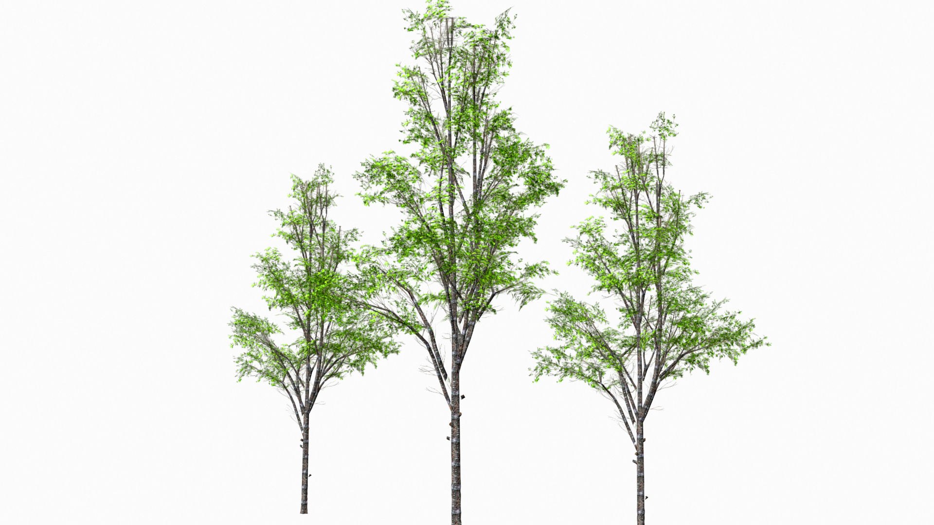 Mountain Maple Tree 3D Model - TurboSquid 1349960