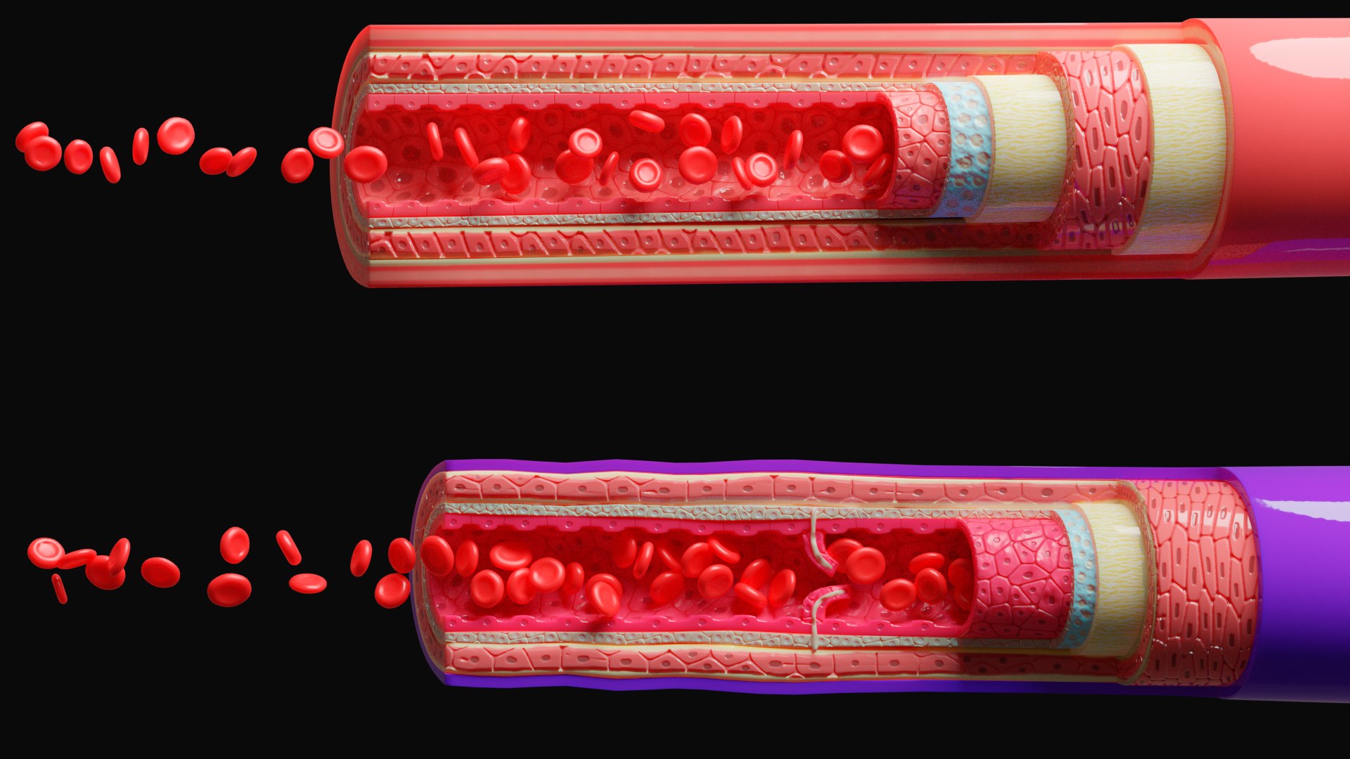 Anatomie der Blutgefäße 4K 3D-Modell - TurboSquid 1502578