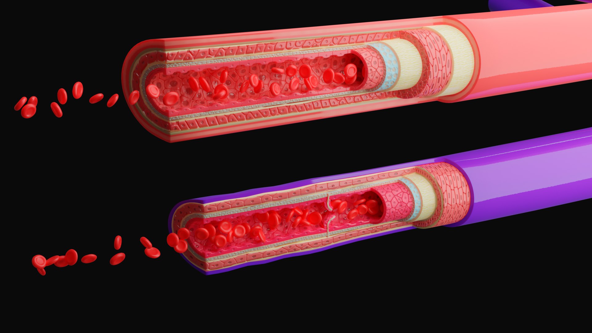 3D Blood Vessels Anatomy 4k - TurboSquid 1502578