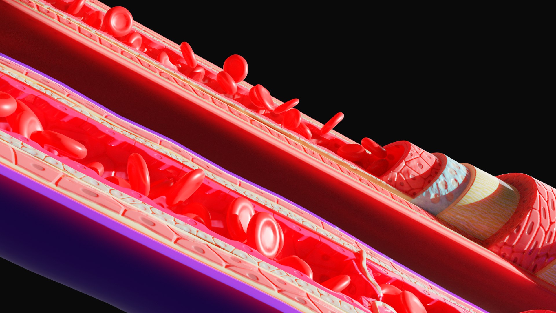 3D Blood Vessels Anatomy 4k - TurboSquid 1502578