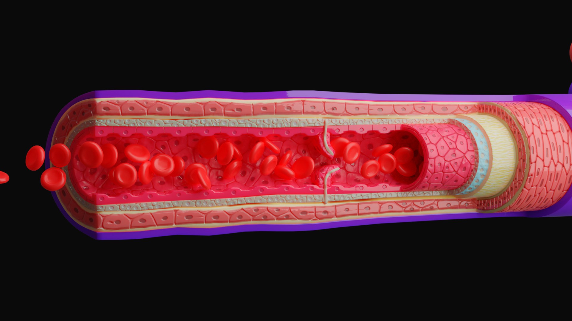 3D Blood Vessels Anatomy 4k - TurboSquid 1502578