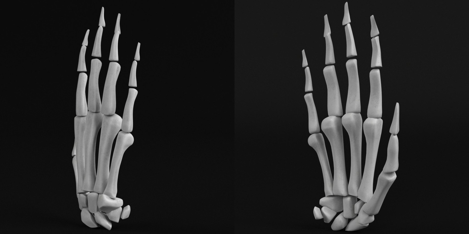 Human Hand Bones 3d Model
