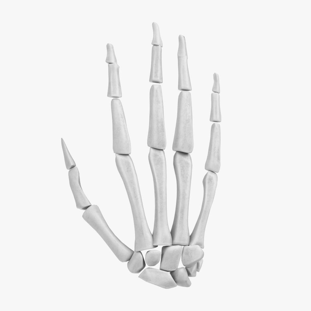 Human Hand Bones 3d Model