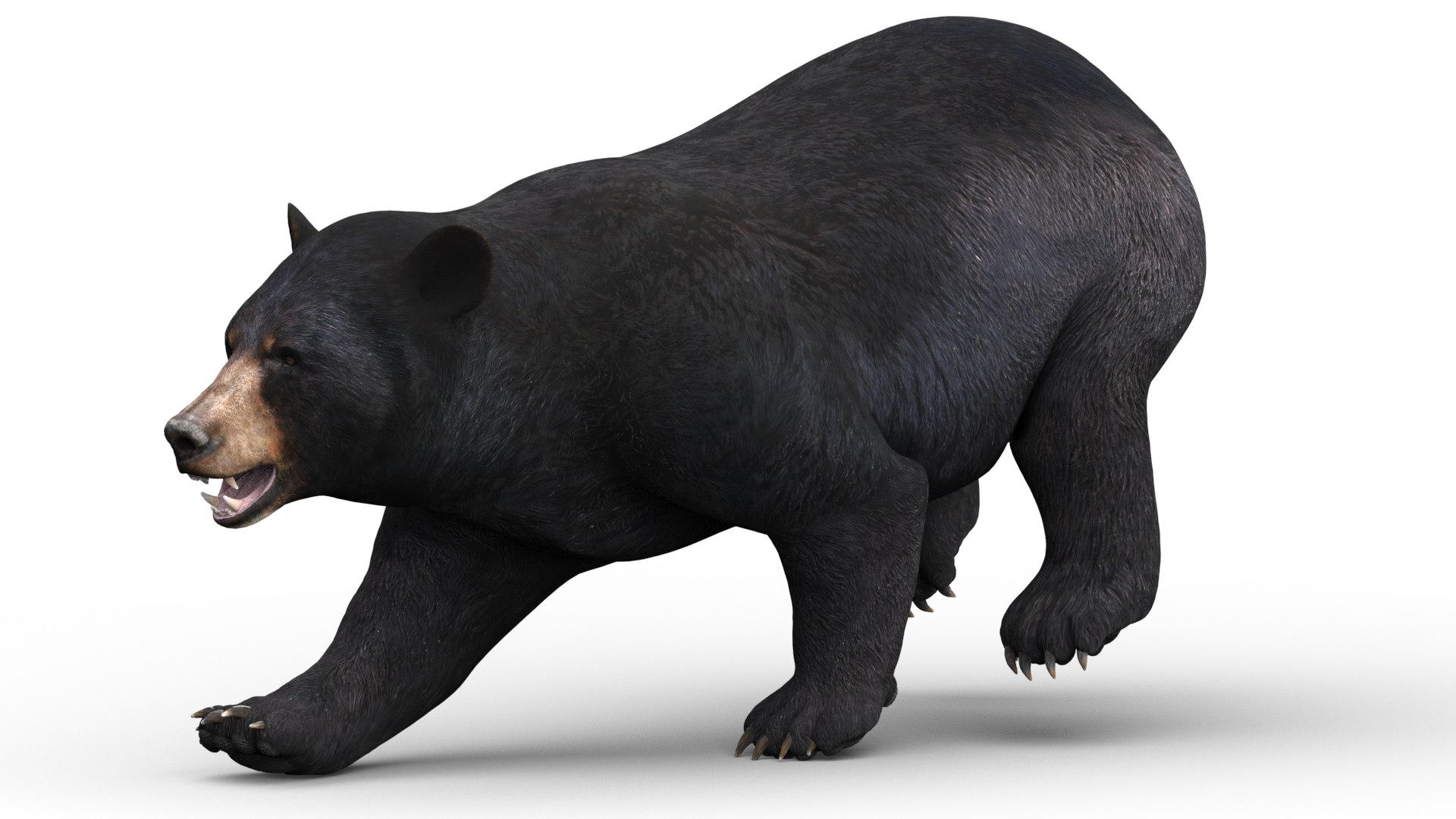 3D Black Bear Animal - TurboSquid 1605699