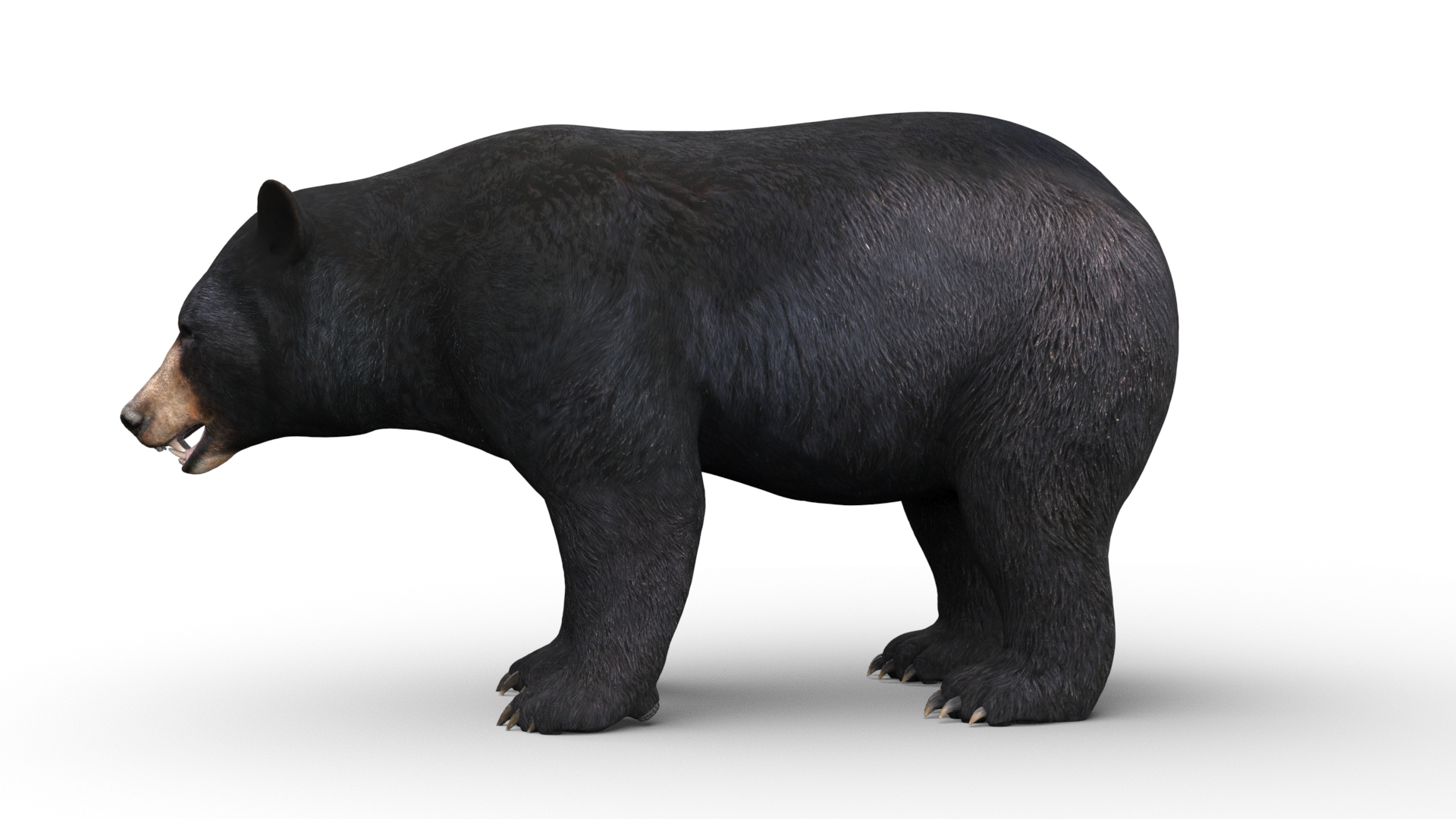 3D Black Bear Animal - TurboSquid 1605699