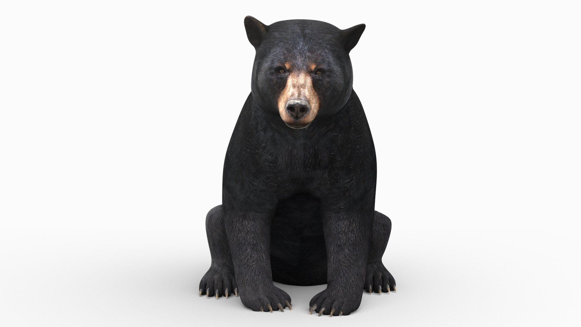3D Black Bear Animal - TurboSquid 1605699