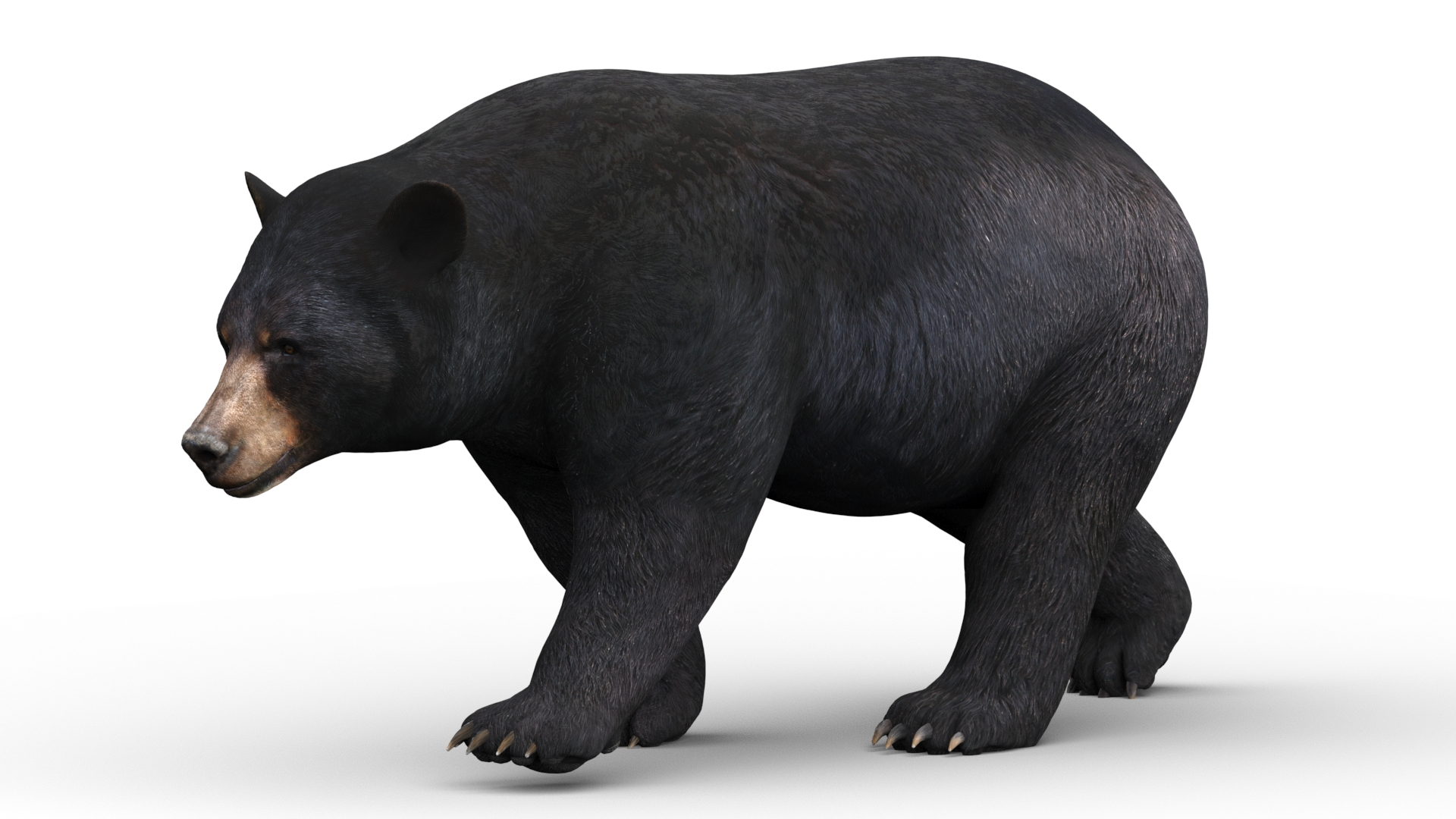 3D Black Bear Animal - TurboSquid 1605699