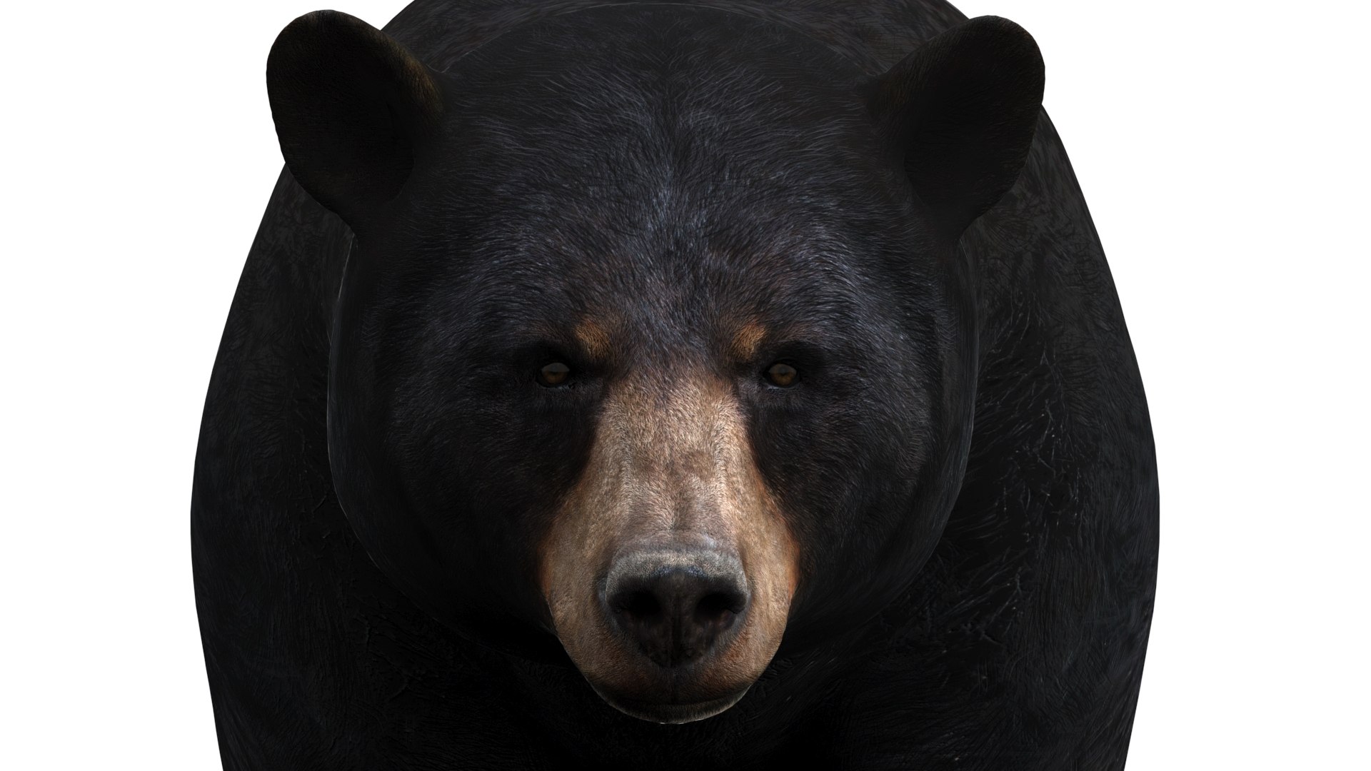 3D Black Bear Animal - TurboSquid 1605699