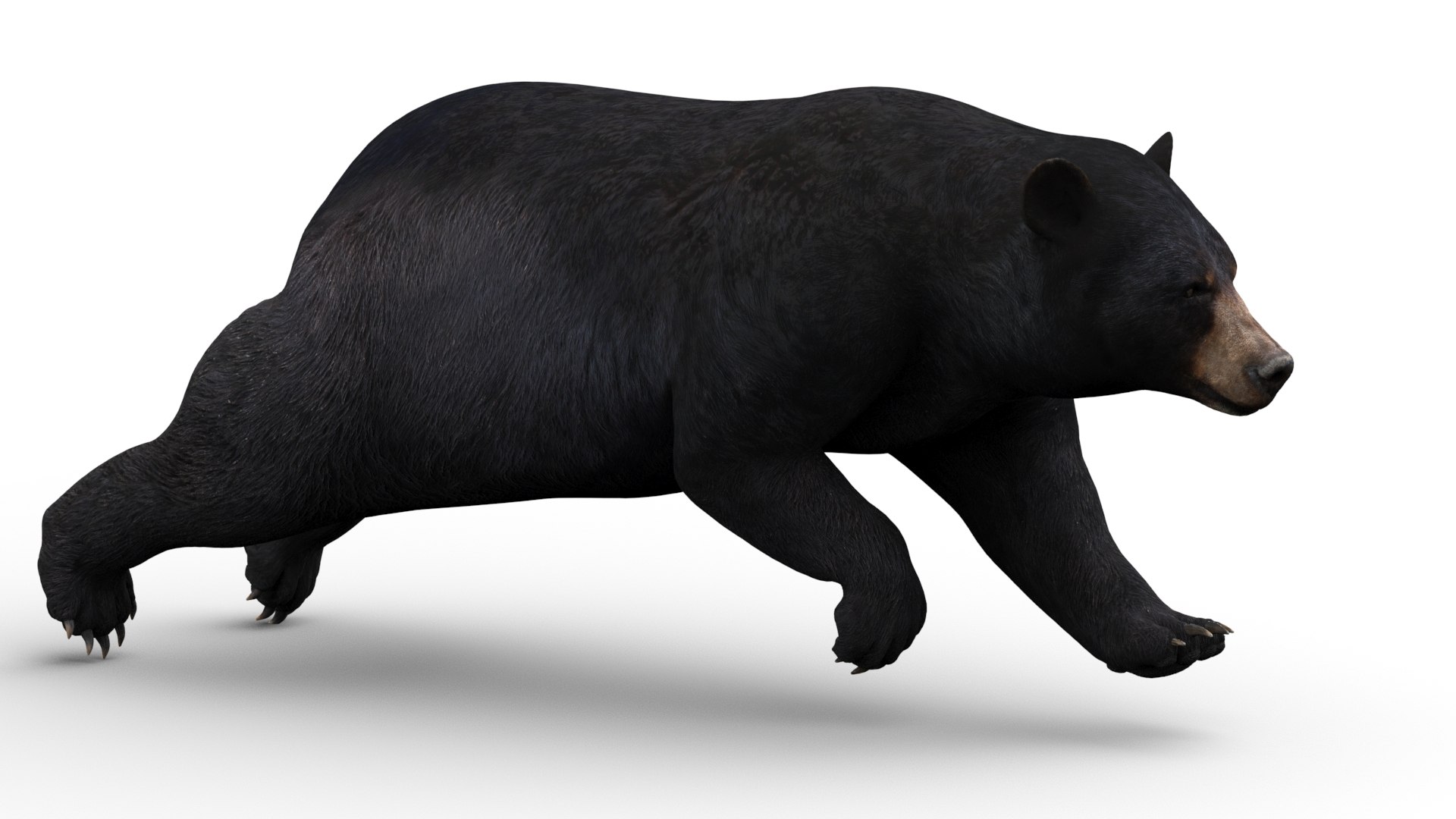 3D Black Bear Animal - TurboSquid 1605699