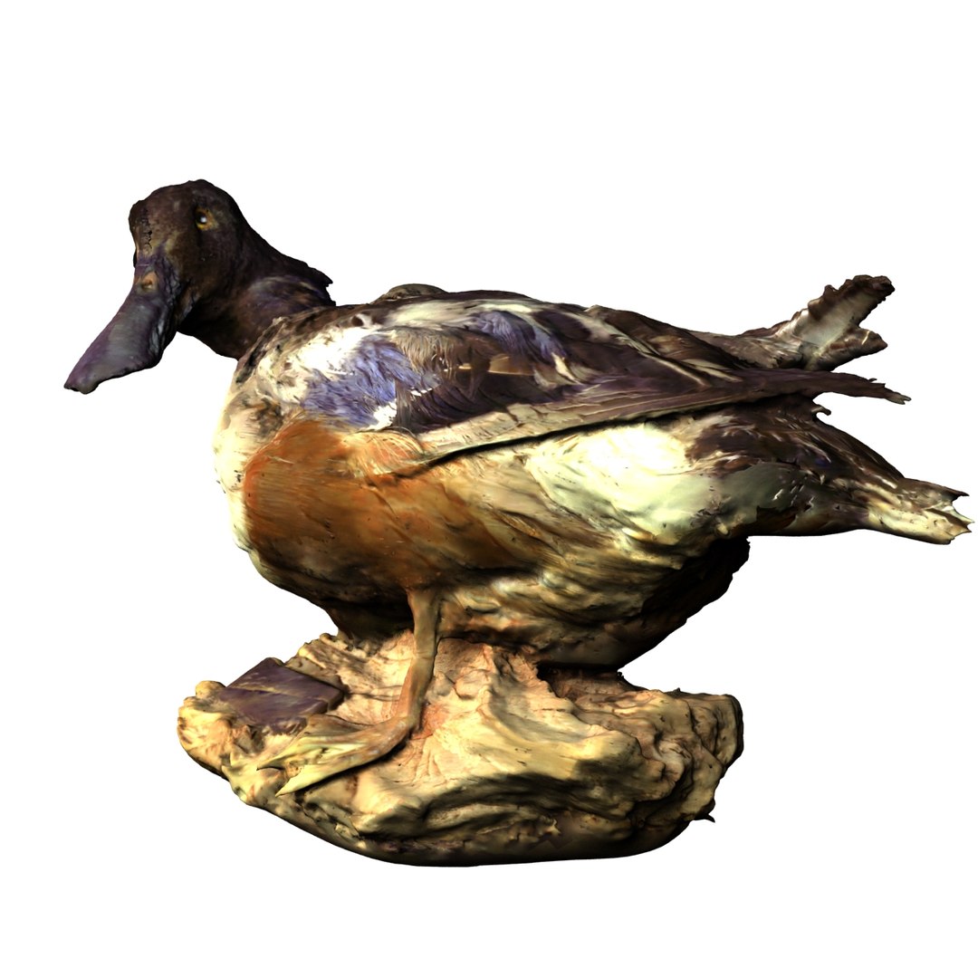 3ds max duck